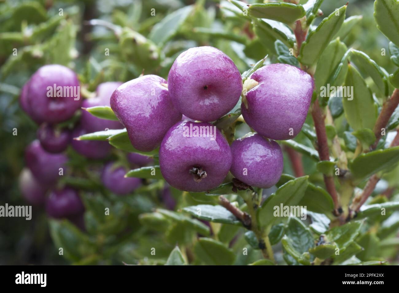 Spiny heather (Gaultheria mucronata) Close-up of berries, Torres del ...