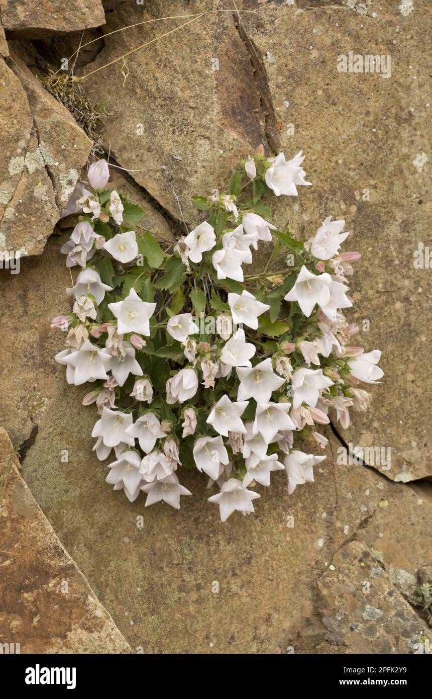 Birch-leaved bellflower (Campanula betulifolia), Birch-leaved ...