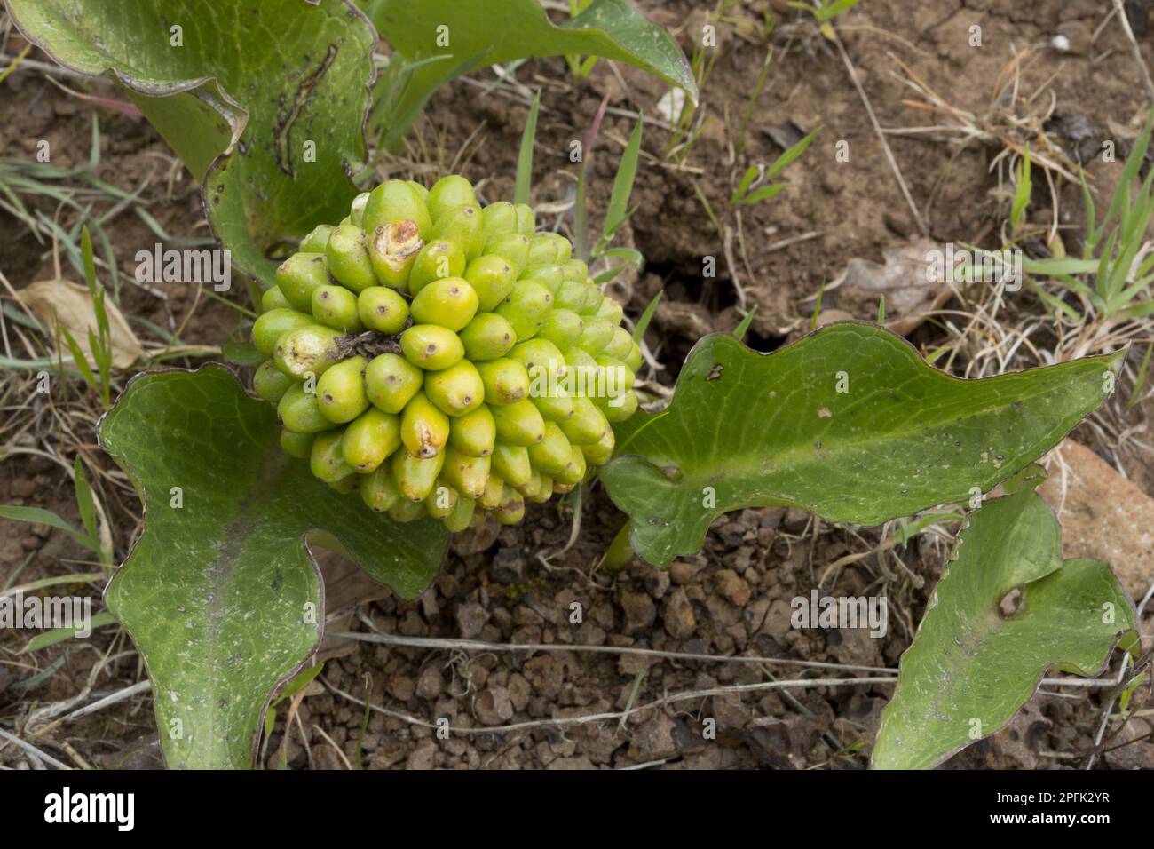 Seeds and fruits of arum (Arum pictum) in autumn, Sardinia, Italy Stock ...