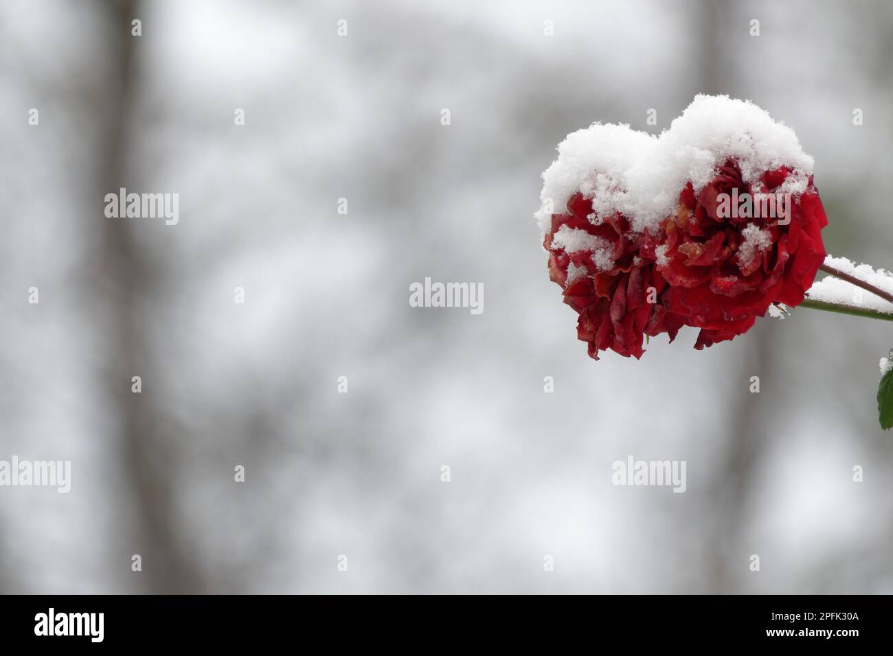 Snowy roses hi-res stock photography and images - Alamy