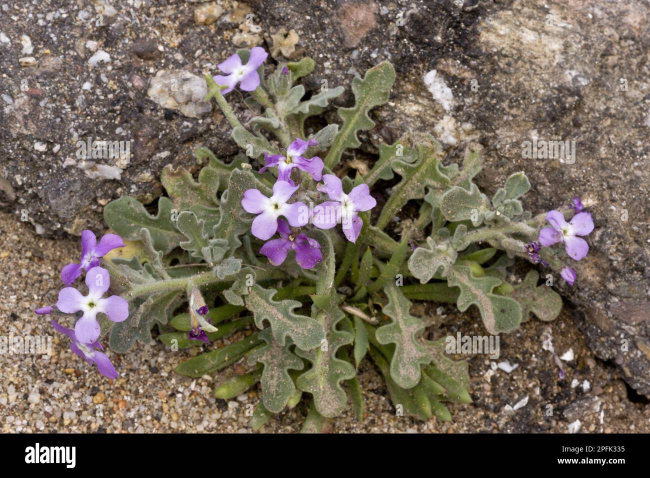 Three-horned Stock (Matthiola tricuspidata) flowering, growing on beach ...