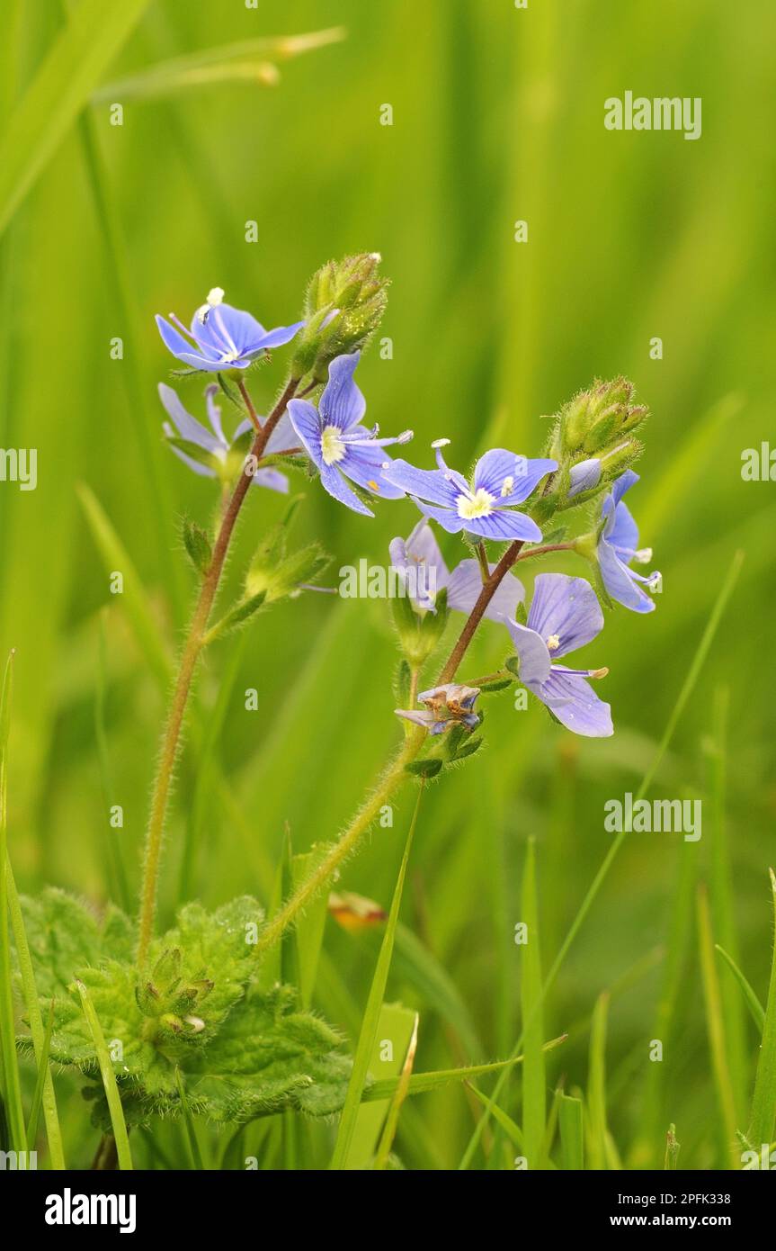 Common Field Speedwell (Veronica persica) flowering, growing in meadow ...