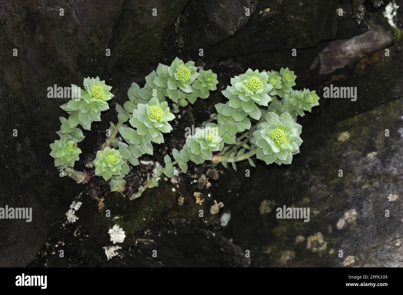 Roseroot (Rhodiola rosea) flowering, growing on rocky cliff, Varanger ...