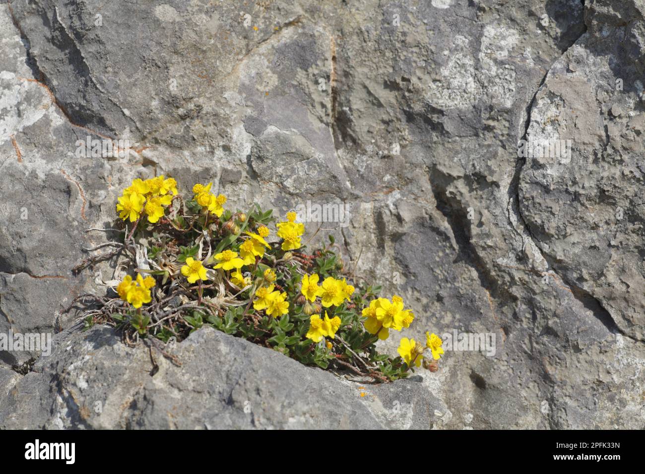 Hoary grey sunflower (Helianthemum canum) flowering, growing on ...