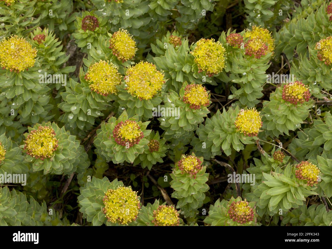 Roseroot (Rhodiola rosea) flowering, Julian Alps, Slovenia Stock Photo ...