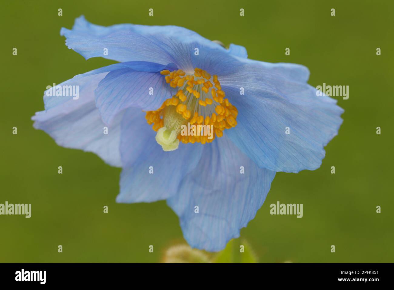 Blue Poppy, Himalayan Poppy, Tibetan Poppy, Himalayan Blue Poppy ...