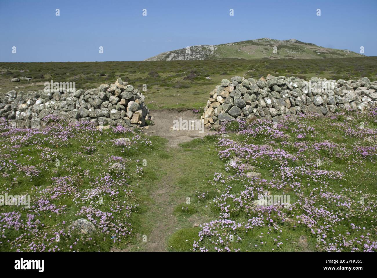 Beach carnation, sea thrift (Armeria maritima), Beach carnation, Path ...