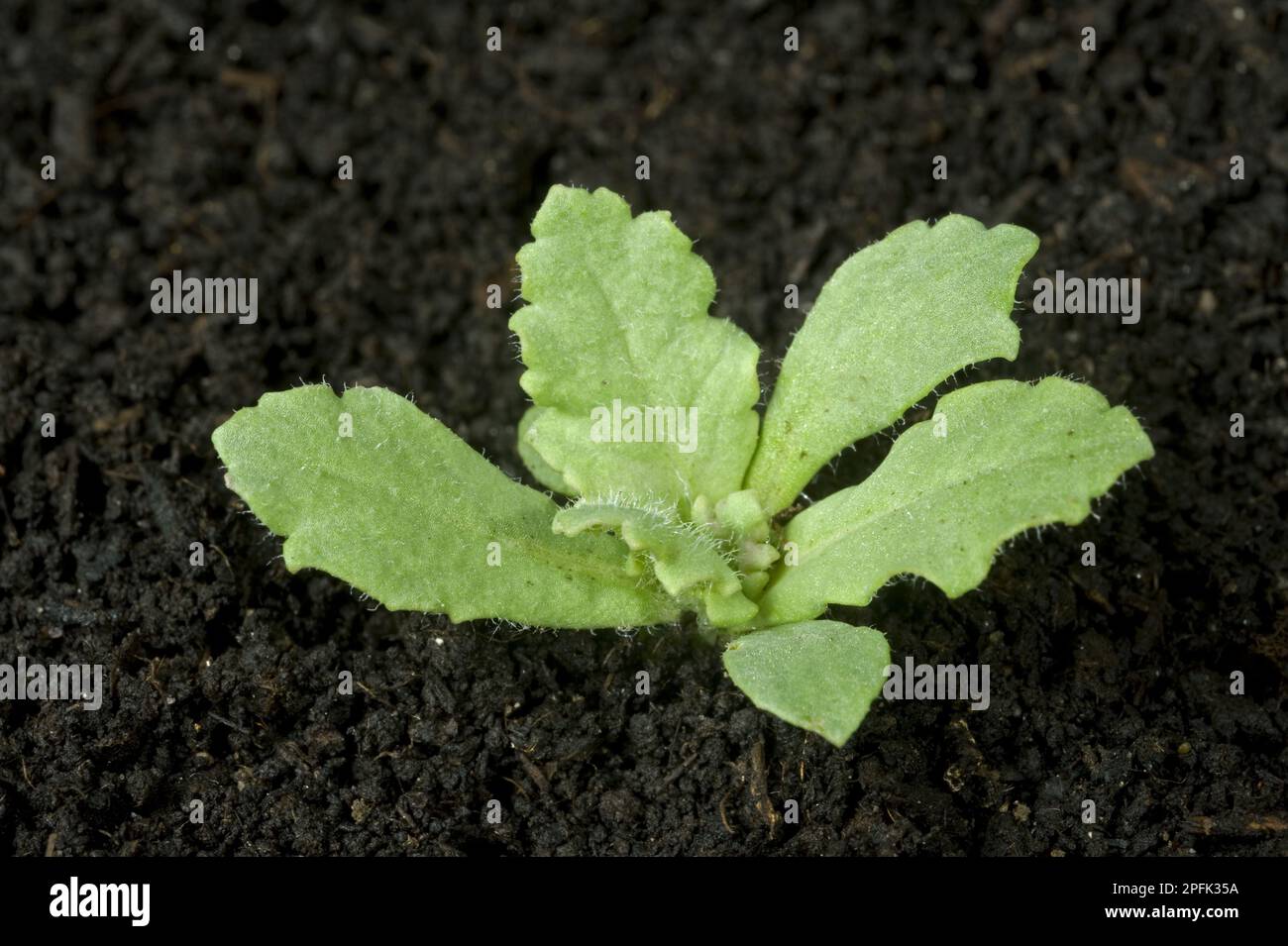 Seedling opium poppy (Papaver somniferum), a crop and naturalised ...