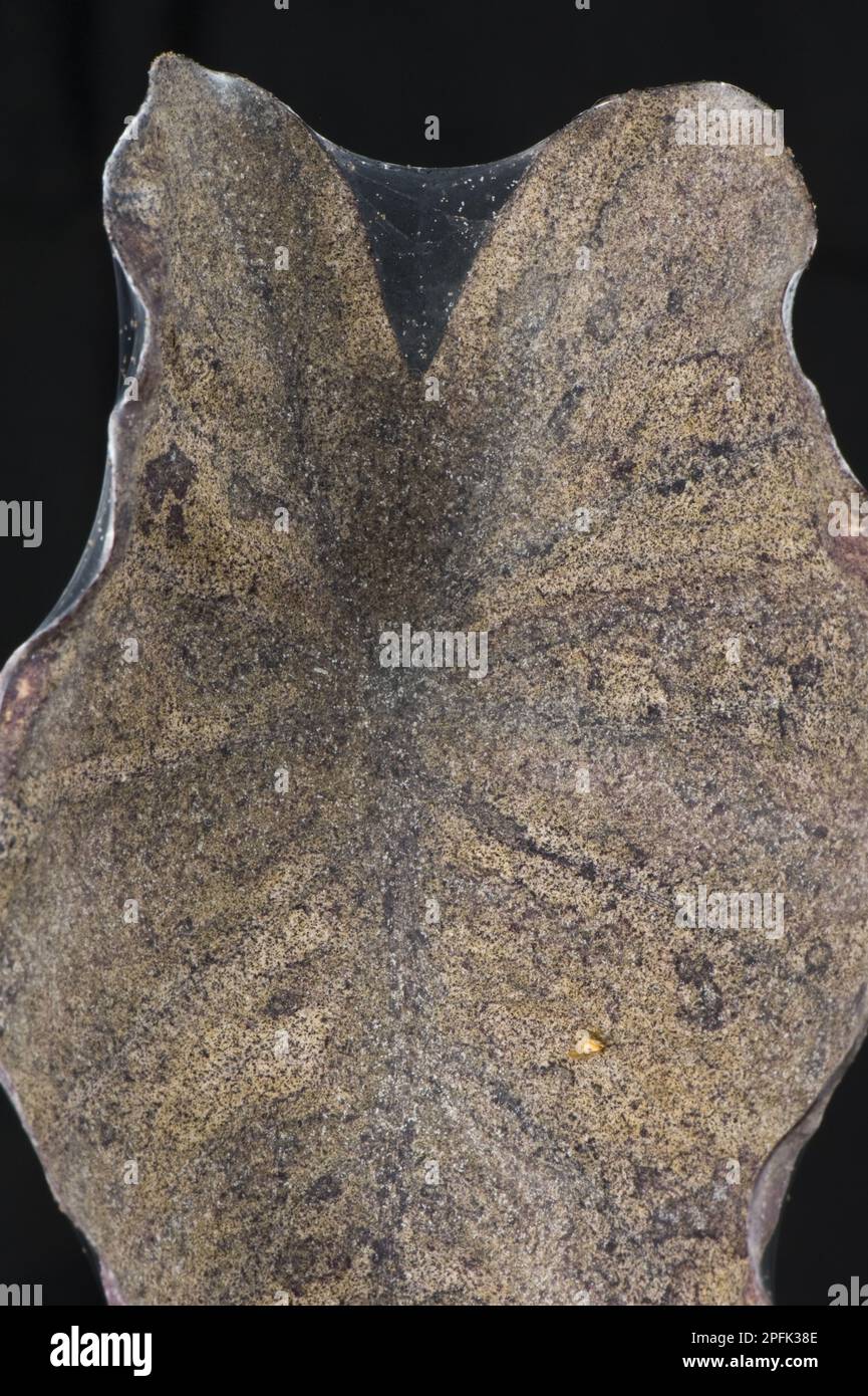 Two-spotted or red spider mite, Tetranychus urticae, damage and webbing ...