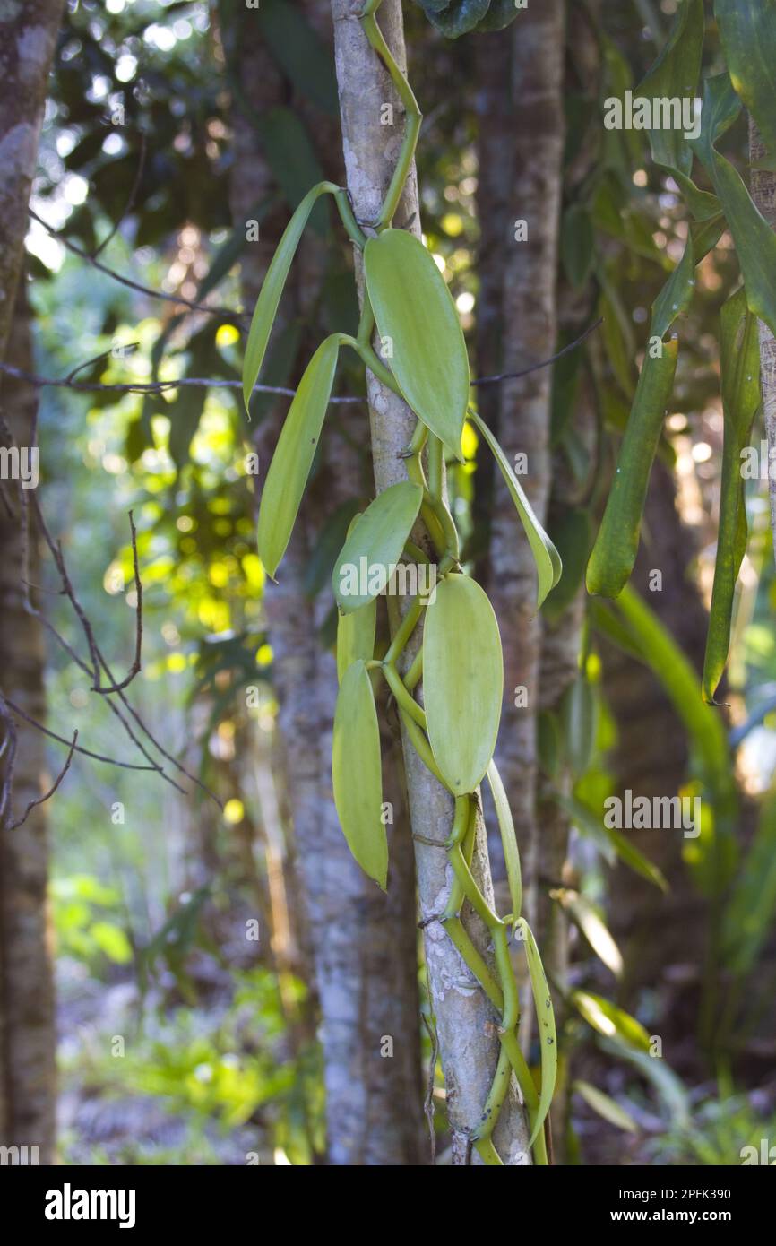 Vanilla vine grows as host plant Stock Photo - Alamy