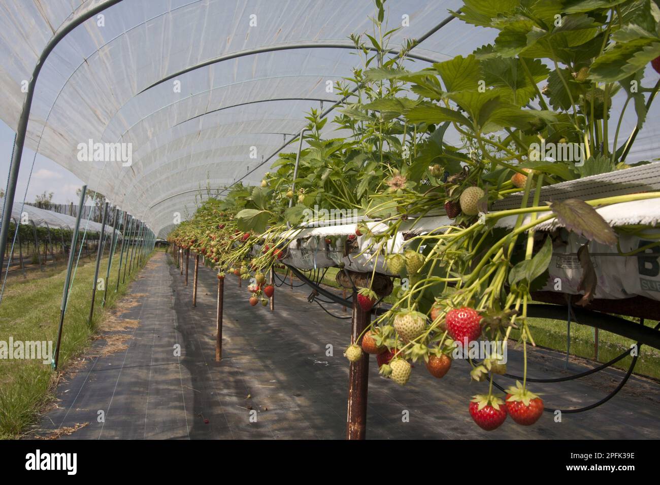 Strawberry plant (Fragaria sp.), ripe and ripening fruit, growing in ...