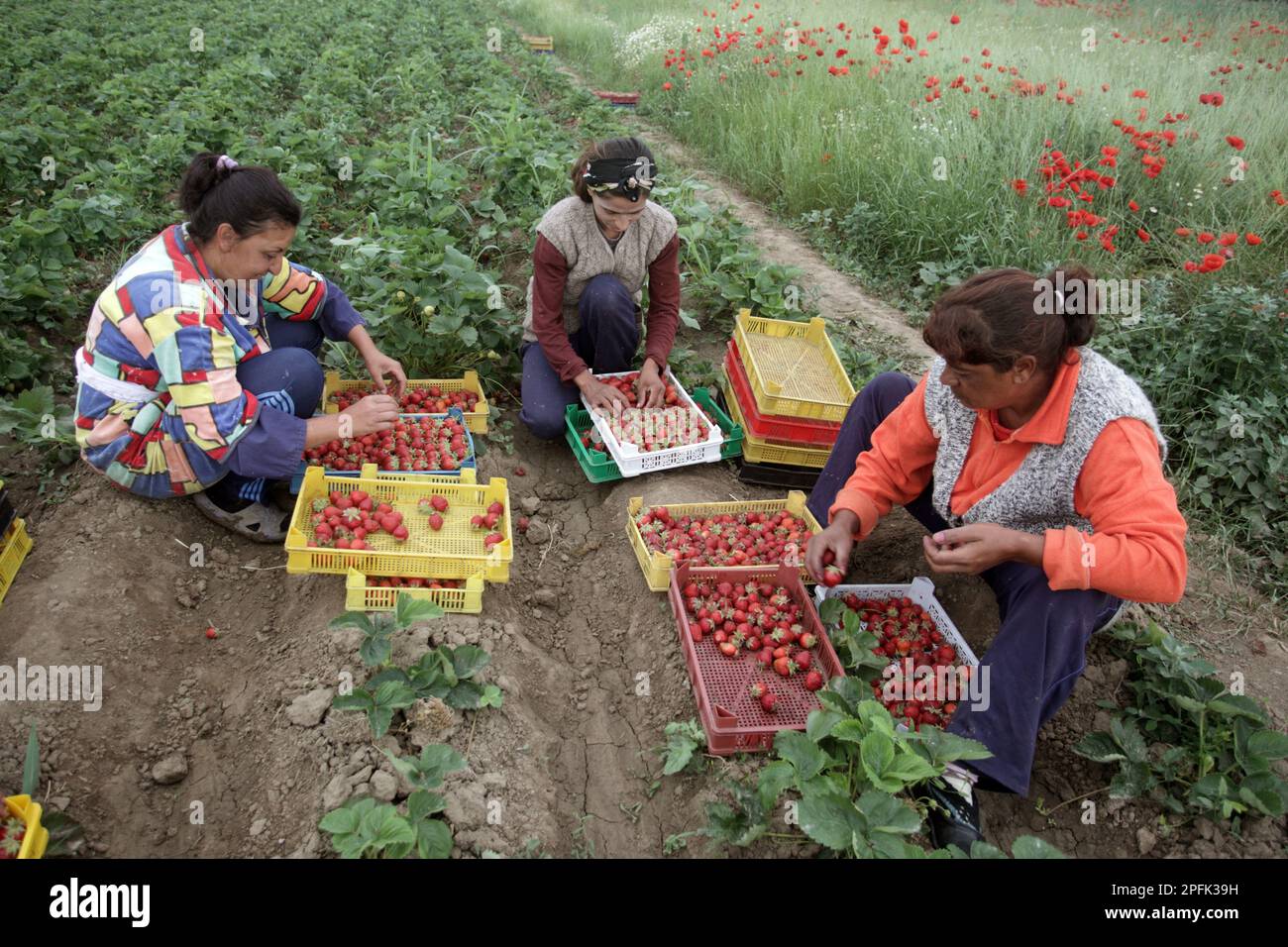 Strawberry (Fragaria sp.) crop, women farm workers picking and sorting ...