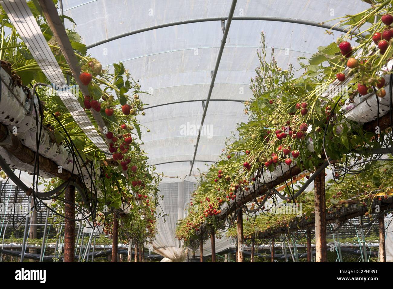 Strawberry plant (Fragaria sp.), ripe and ripening fruit, growing in ...