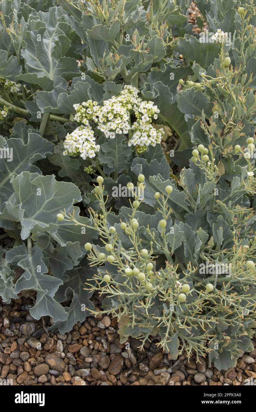 Sea cabbage hi-res stock photography and images - Alamy