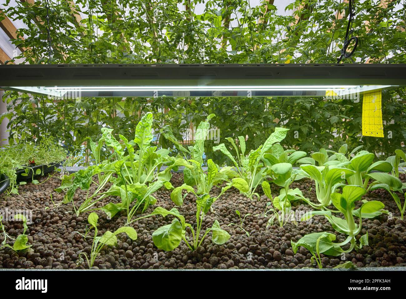 Rocket and pak choi grow in aquaponics unit, water from tanks with ...