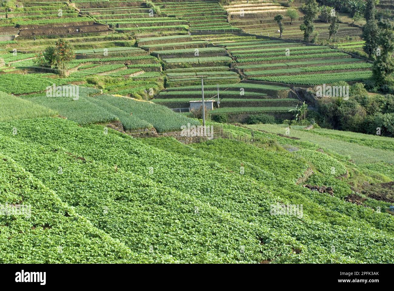 Terrace cultivation, hillside terrace cultivation with cauliflower ...