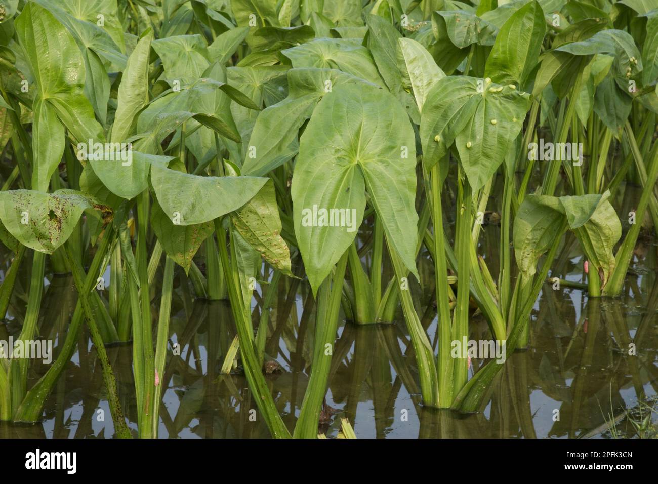 Harvest of taro (Colocasia esculenta), growing in the field, Guilin ...