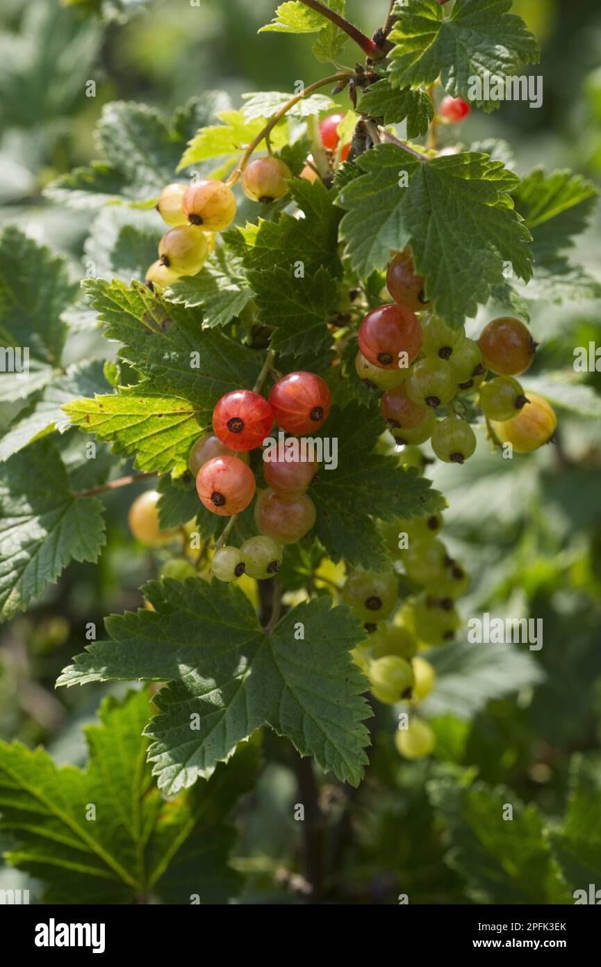 Redcurrant (Ribes rubrum) close-up of ripening berries, Sweden Stock ...