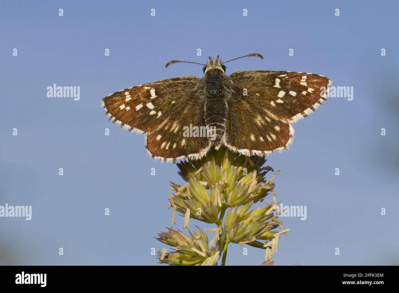 Safflower skipper (Pyrgus carthami) fully grown, resting on the flower ...