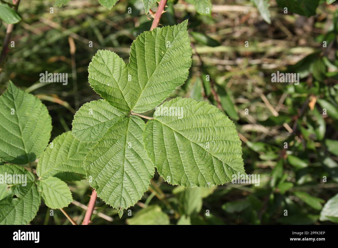 Blackberry (Rubus fruticosus) close-up of leaves, growing in woodland ...