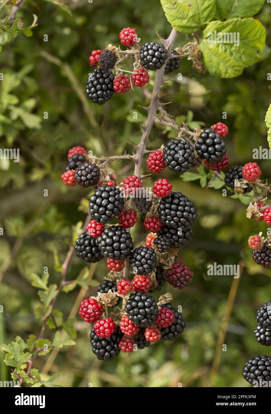 Bramble (Rubus fruticosus) close-up of ripe and unripe fruit, growing ...