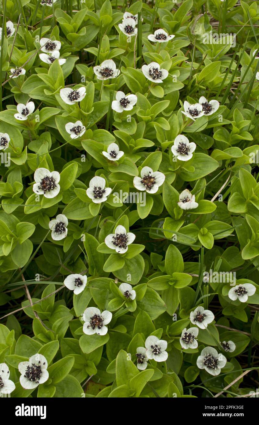 Dwarf Cornel (Cornus suecica) flowering, Newfoundland, Canada Stock ...
