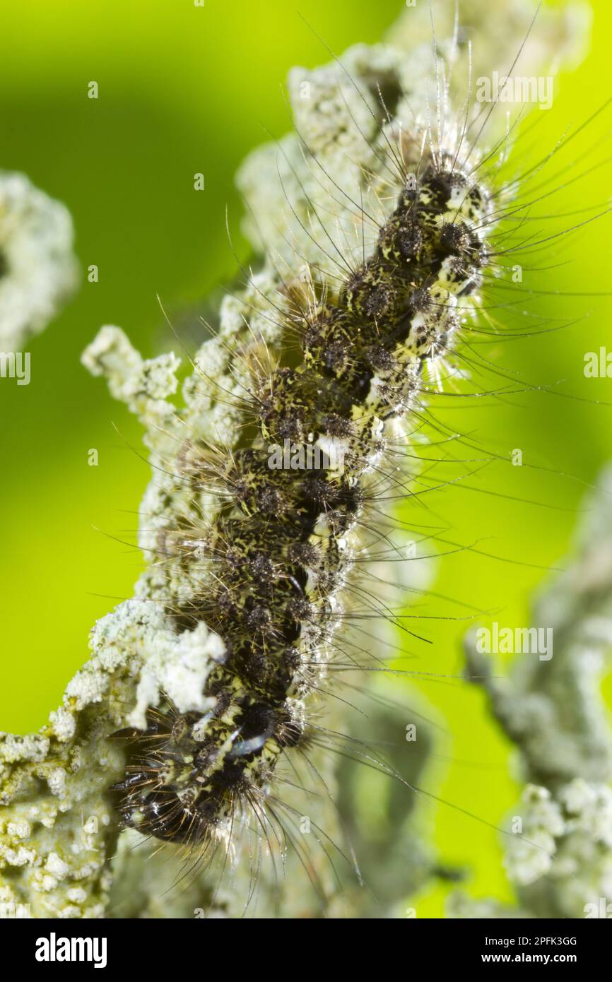 Larva of the buffalo footman (Katha depressa) feeding on lichen from ...