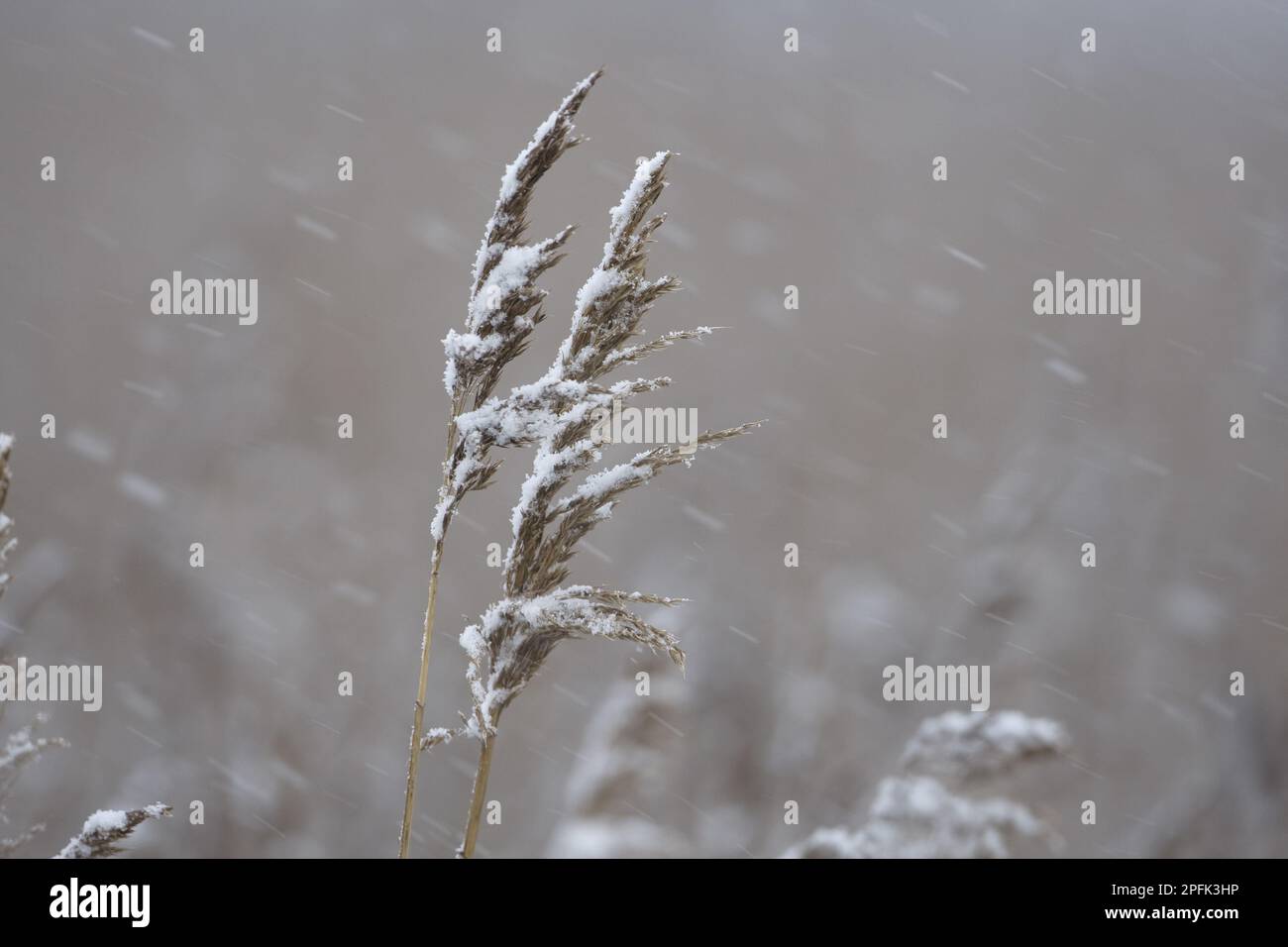 Common common reed (Phragmites australis) seed heads in snowfall ...