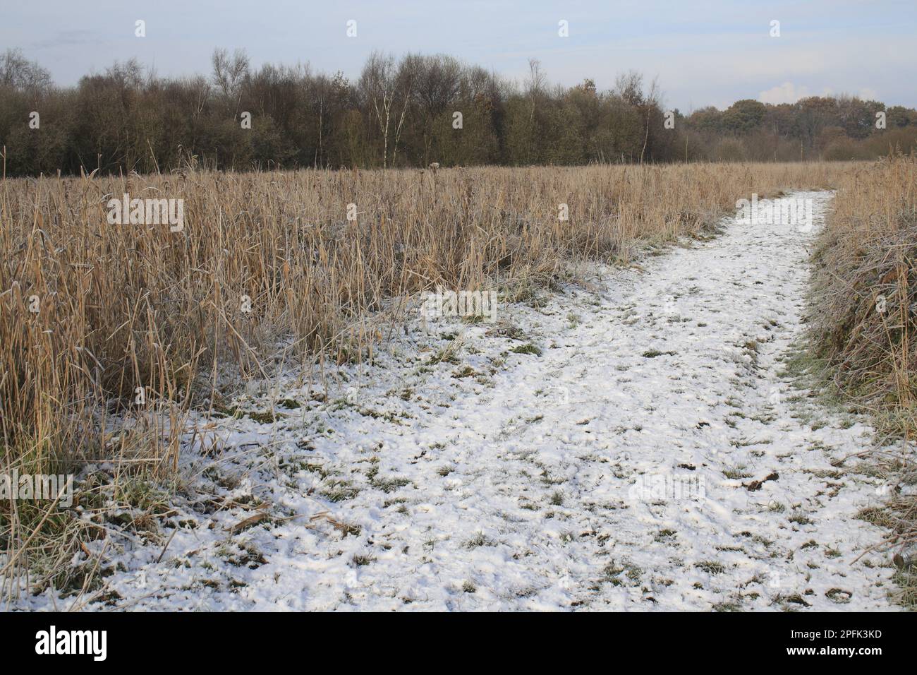 Common common reed (Phragmites australis) snowy reed habitat and path ...