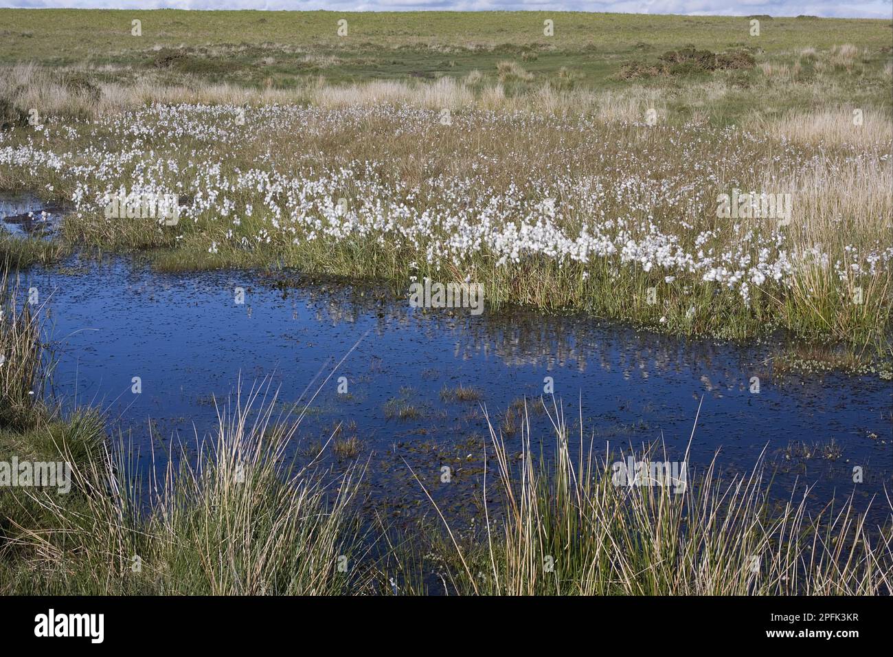 Common common cottongrass (Eriophorum angustifolium) growing beside a ...