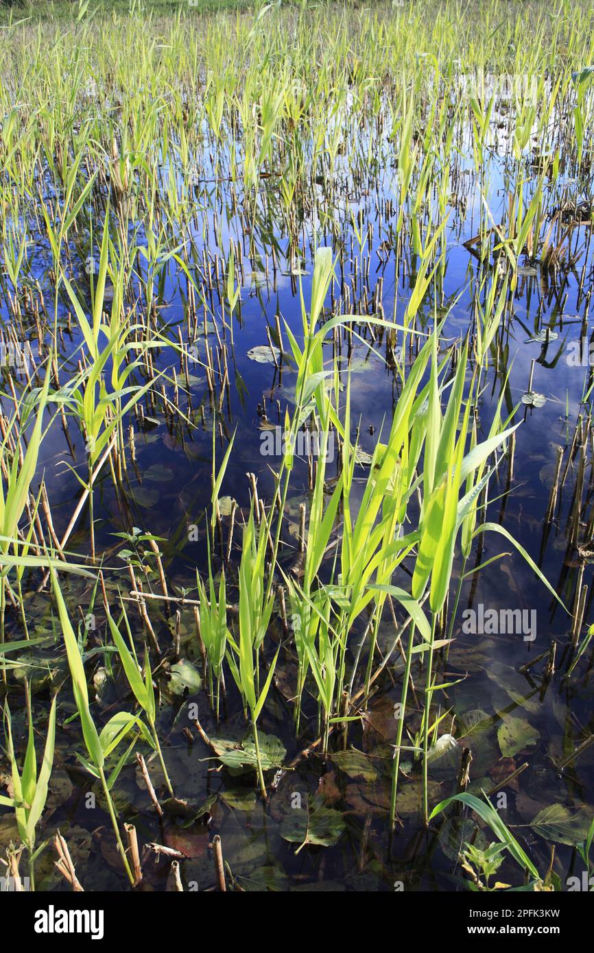 Common common reed (Phragmites australis) new shoots, growing in reed ...