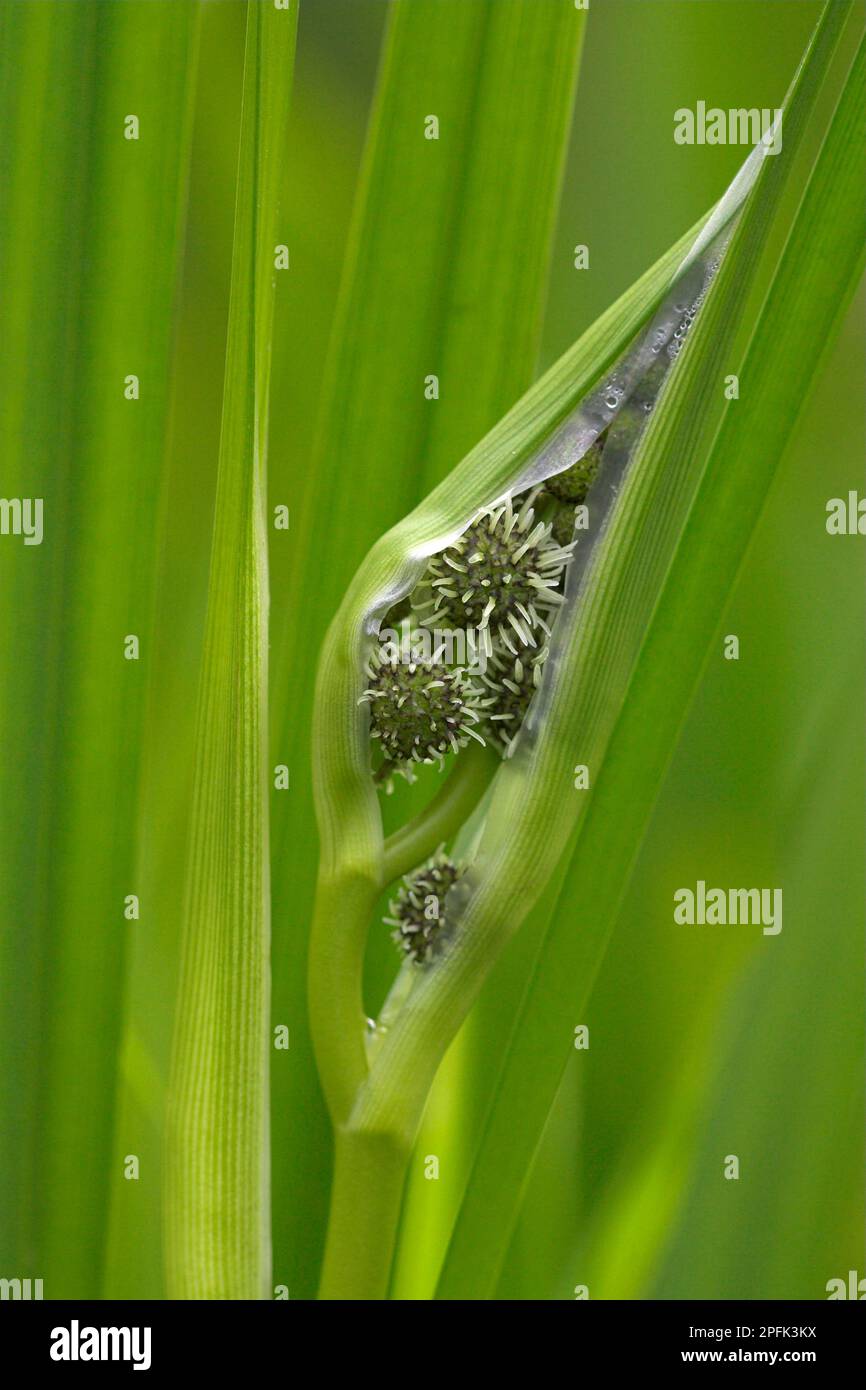 Branched simplestem bur-reed (Sparganium erectum), emerging flowers ...