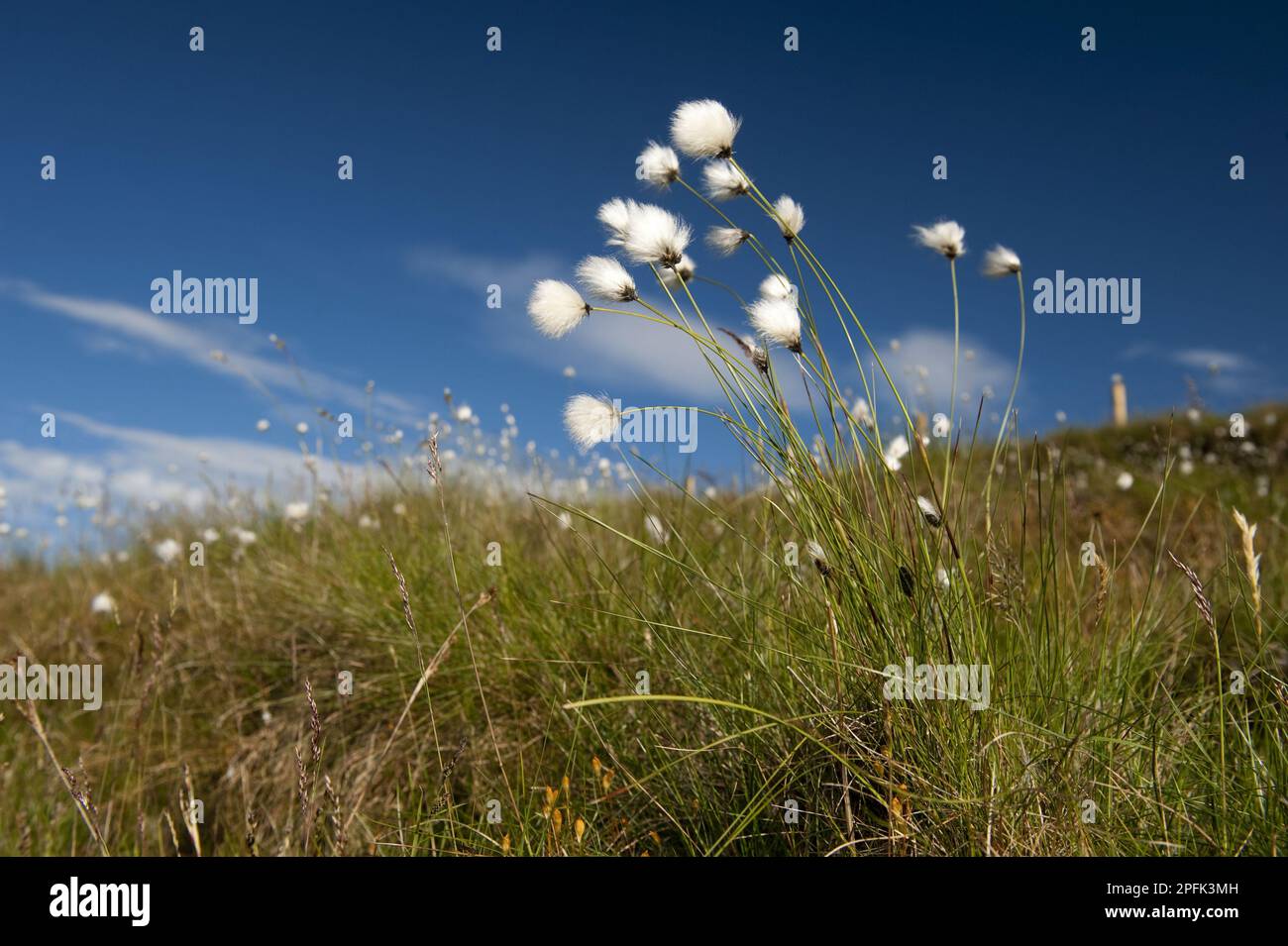 Harestail grass hi-res stock photography and images - Alamy
