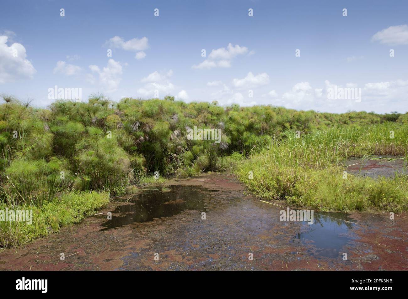 Papyrus, papyrus sedge (Cyperus papyrus), sedge, Papyrus Sedge swamp ...