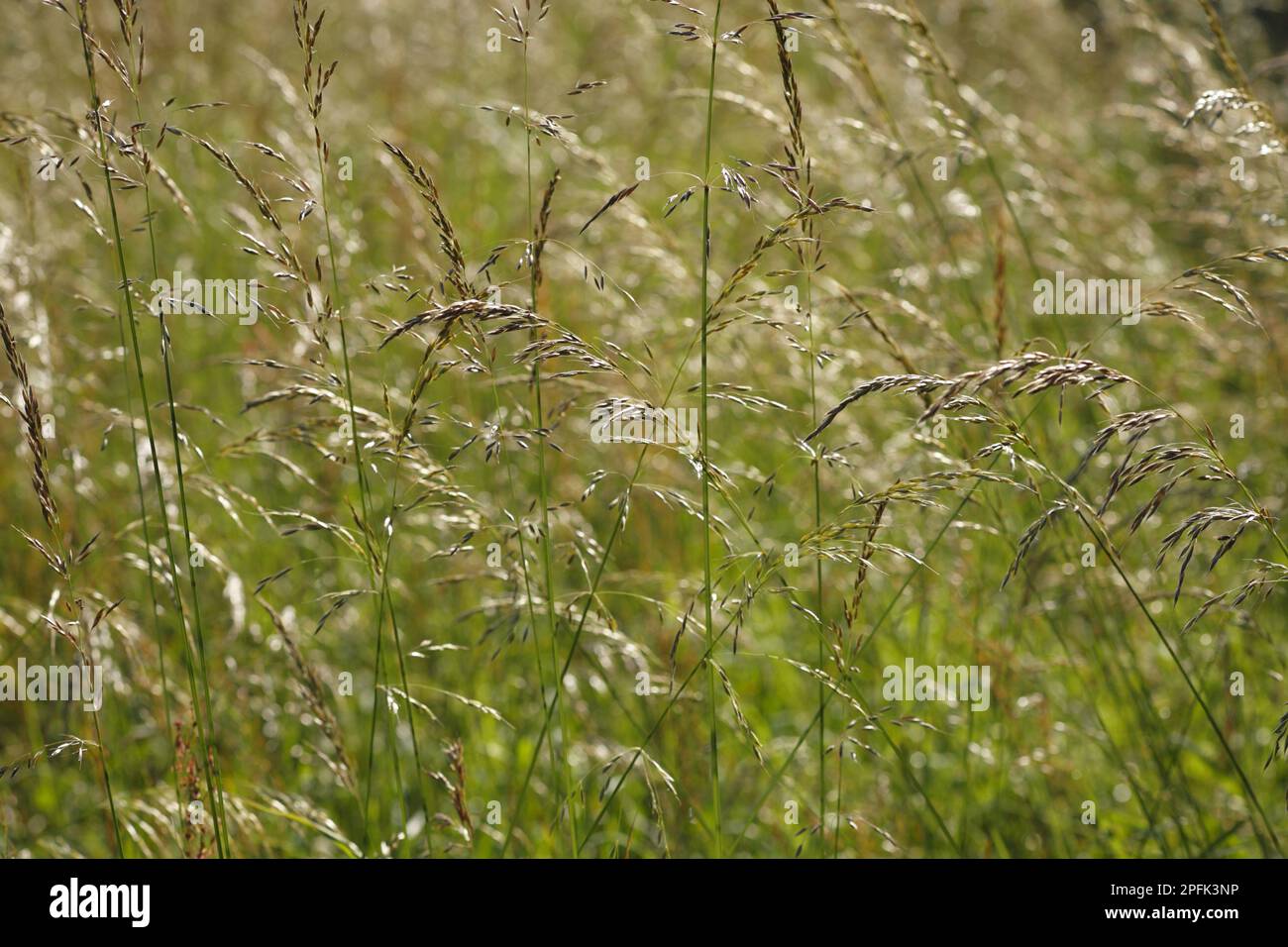 Tufted tussock grass (Deschampsia cespitosa) seed heads, Powys, Wales ...