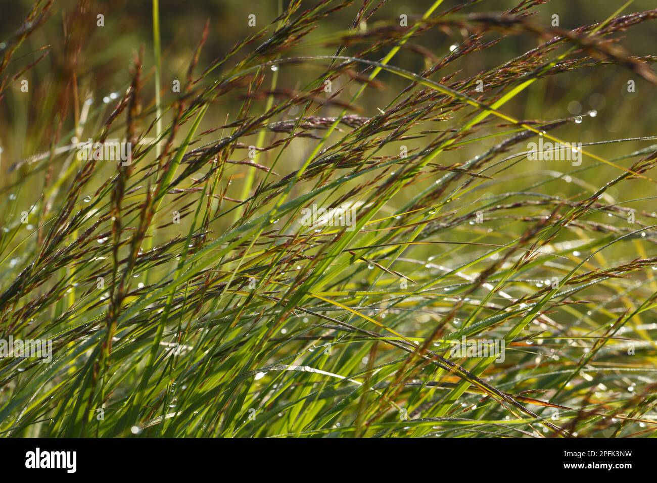 Flowering moor grass (Molinia caerulea), Powys, Wales, United Kingdom ...