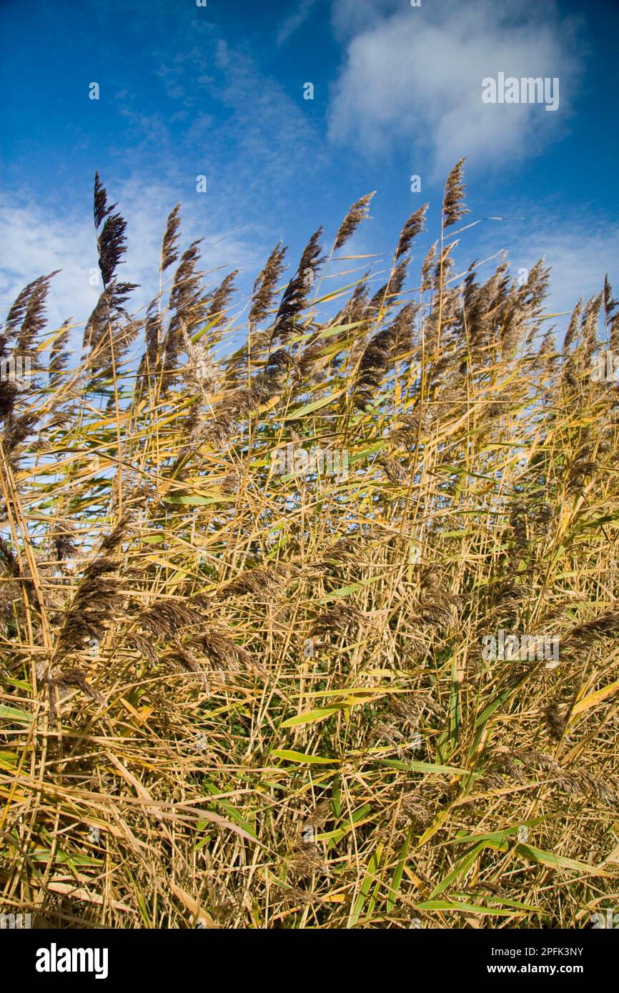 Common common reed (Phragmites australis), Dorset, England, United ...