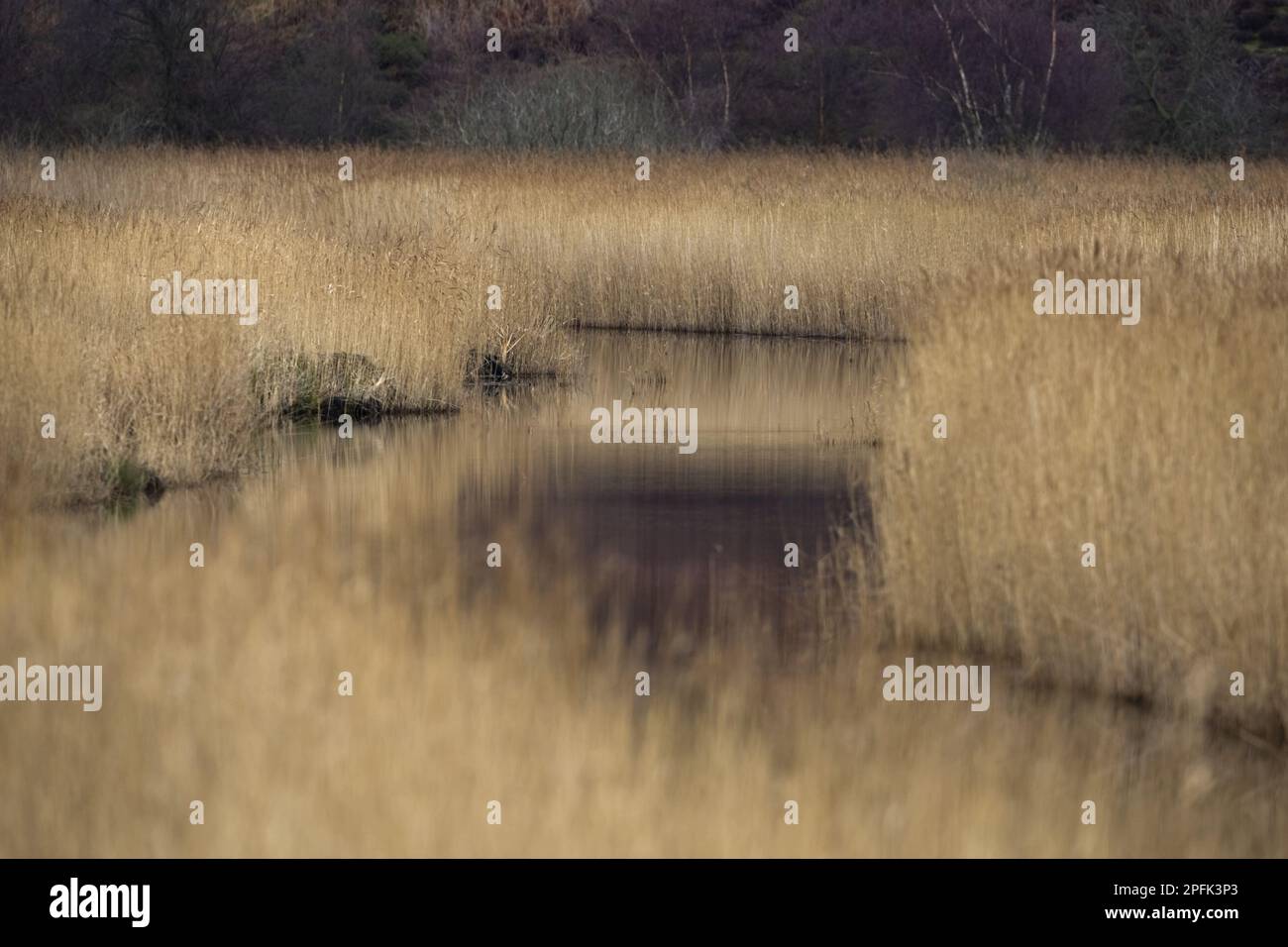 Common common reed (Phragmites australis) open water reed habitat ...