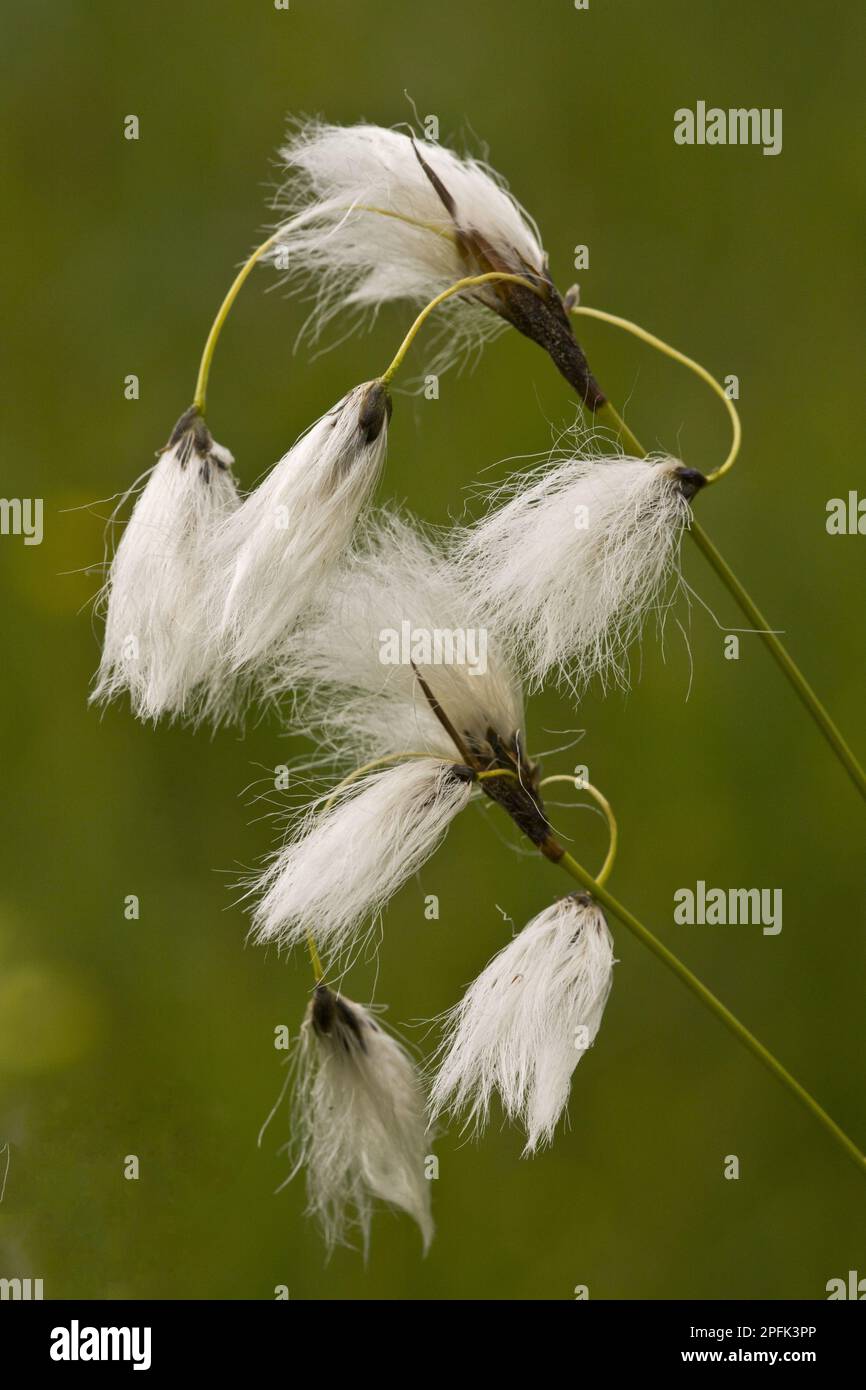 Broad leaved cotton grass (Eriophorum latifolium), sedge family, Broad ...