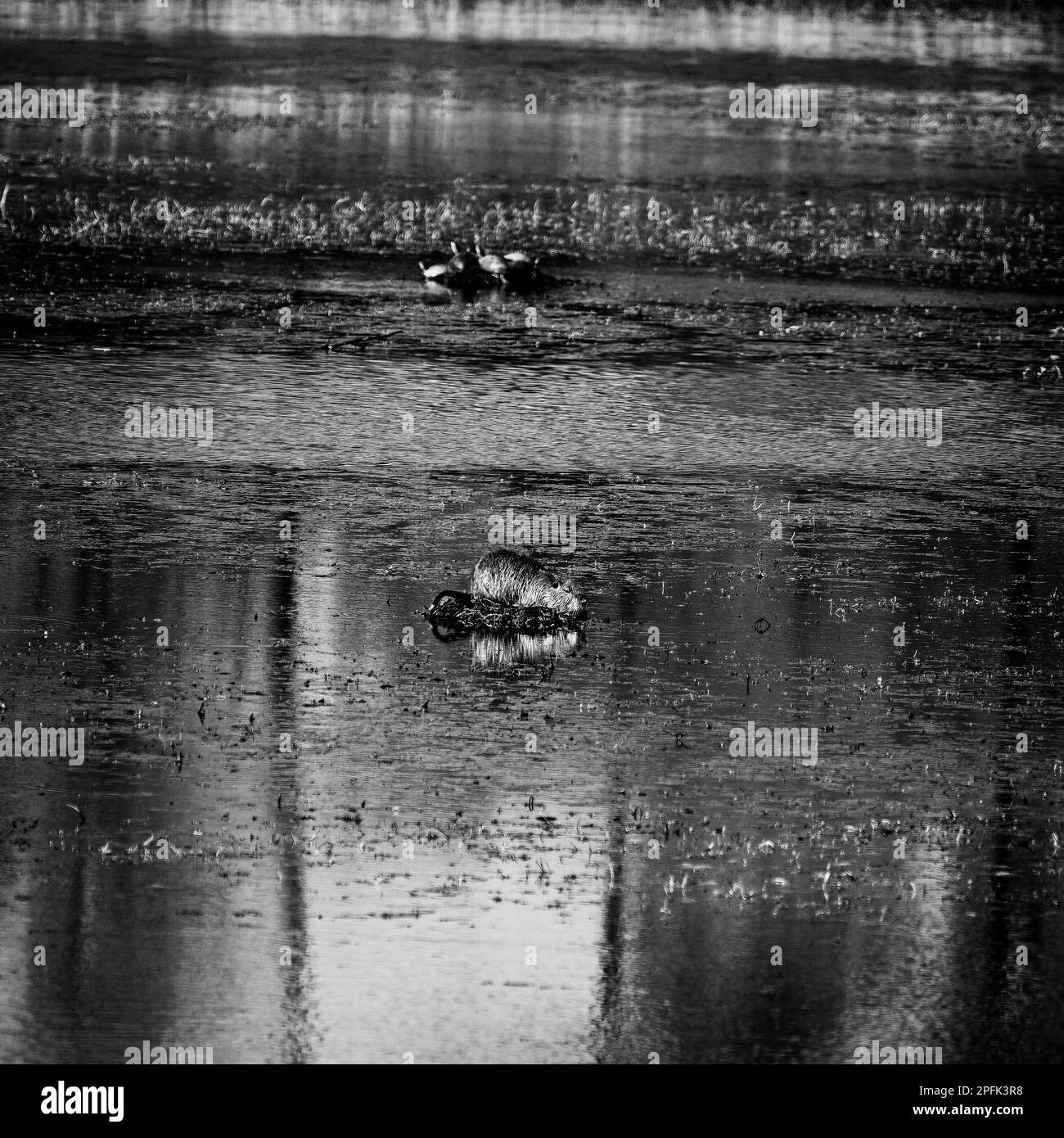 Pond duck turtle Black and White Stock Photos & Images - Alamy