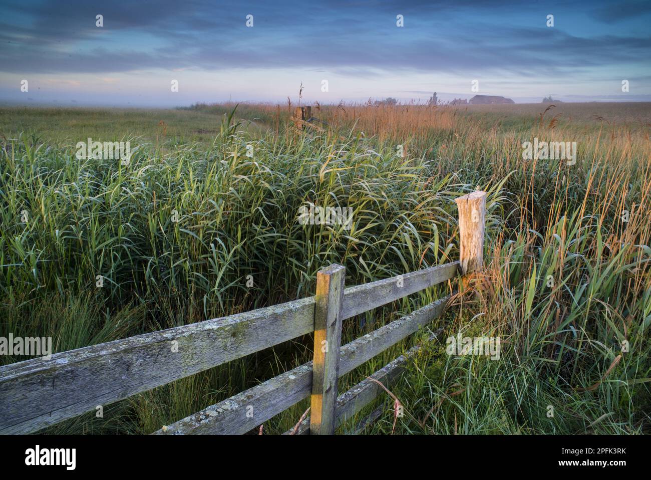 Common common reed (Phragmites australis), reed and cattle fence at ...