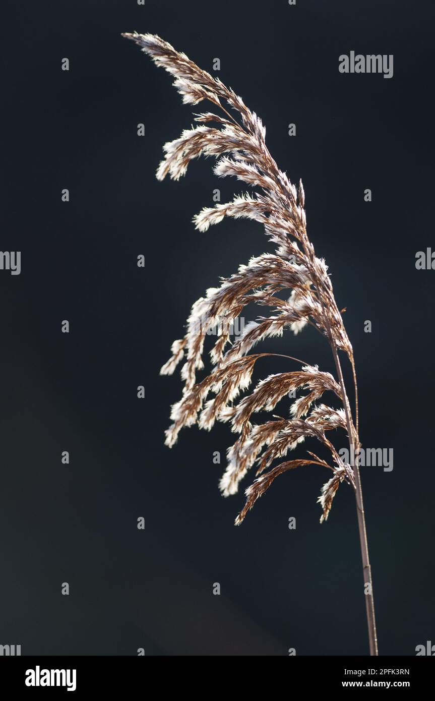 Common common reed (Phragmites australis) close-up of a seedling with ...