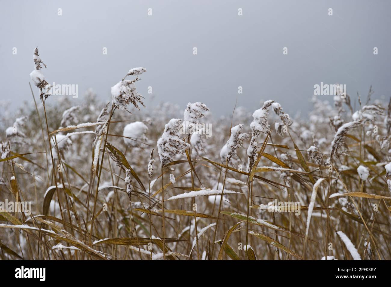 Common common reed (Phragmites australis) snowy reedbed, Strumpshaw Fen ...