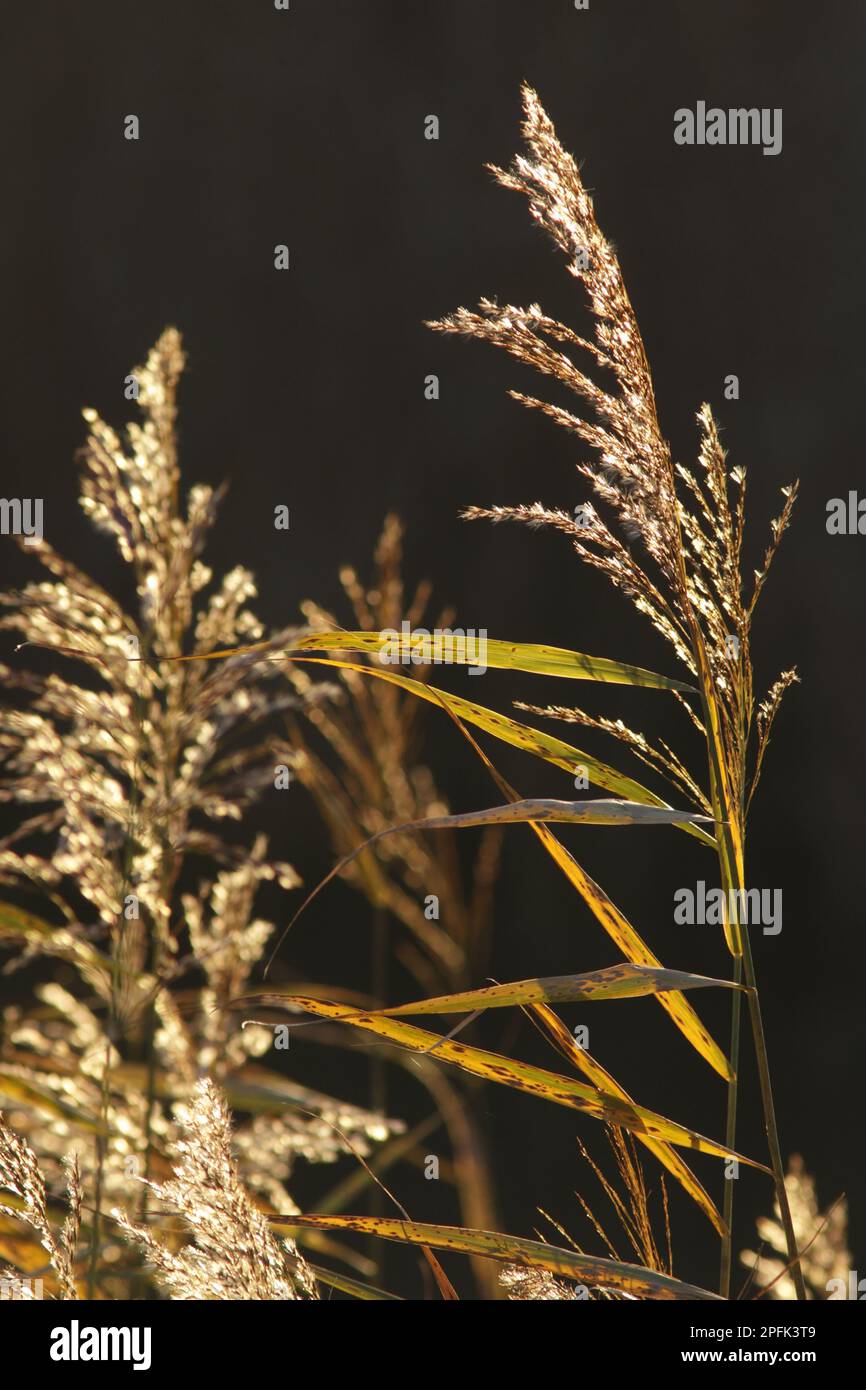 Common Reed (Phragmites australis) close-up of seedhead, backlit in low ...