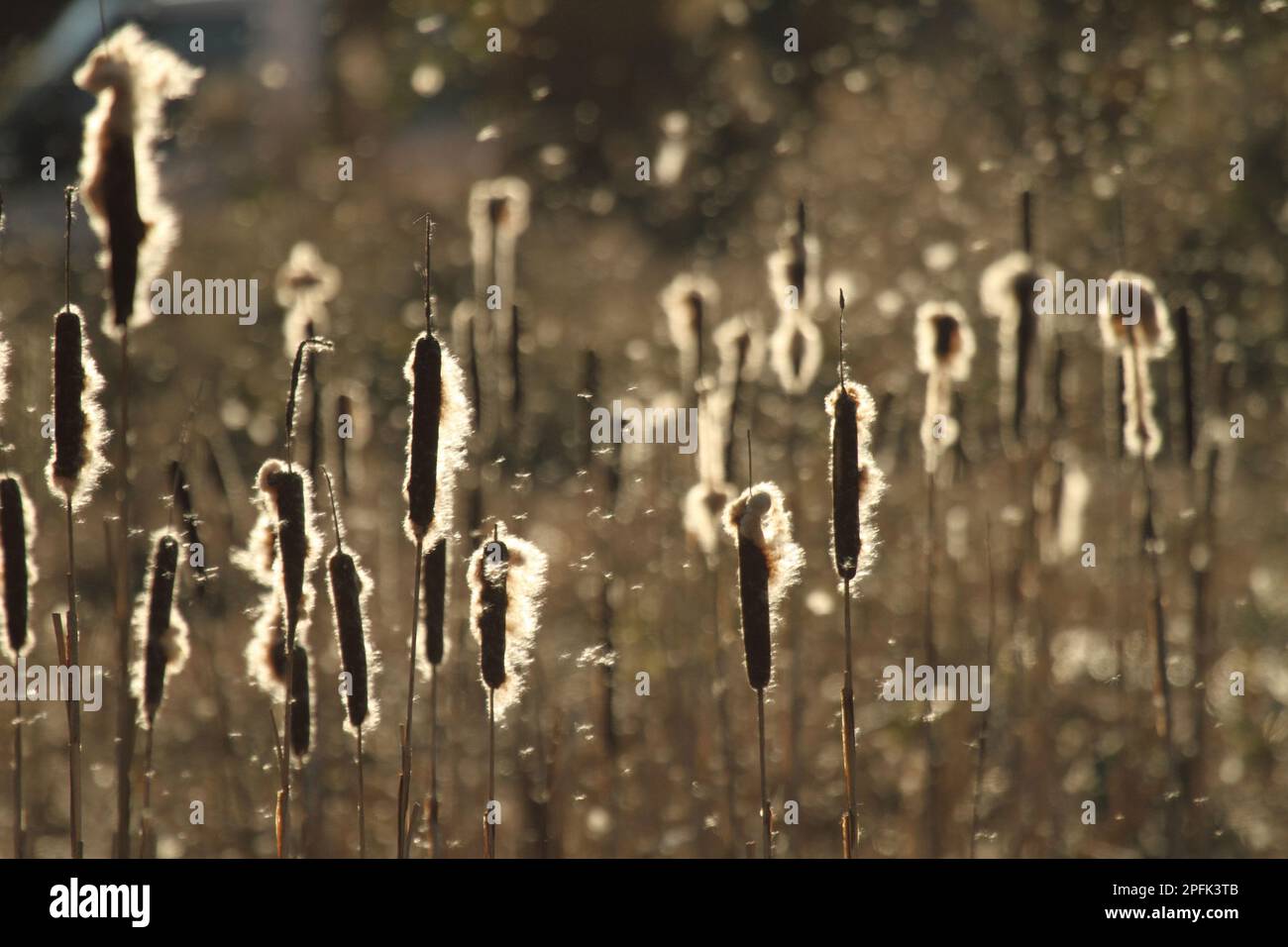 Bulrush, Great Reedmace (Typha latifolia) family, Great Reedmace ...