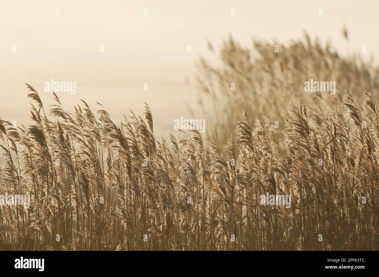 Common common reed (Phragmites australis) reed habitat at sunrise ...