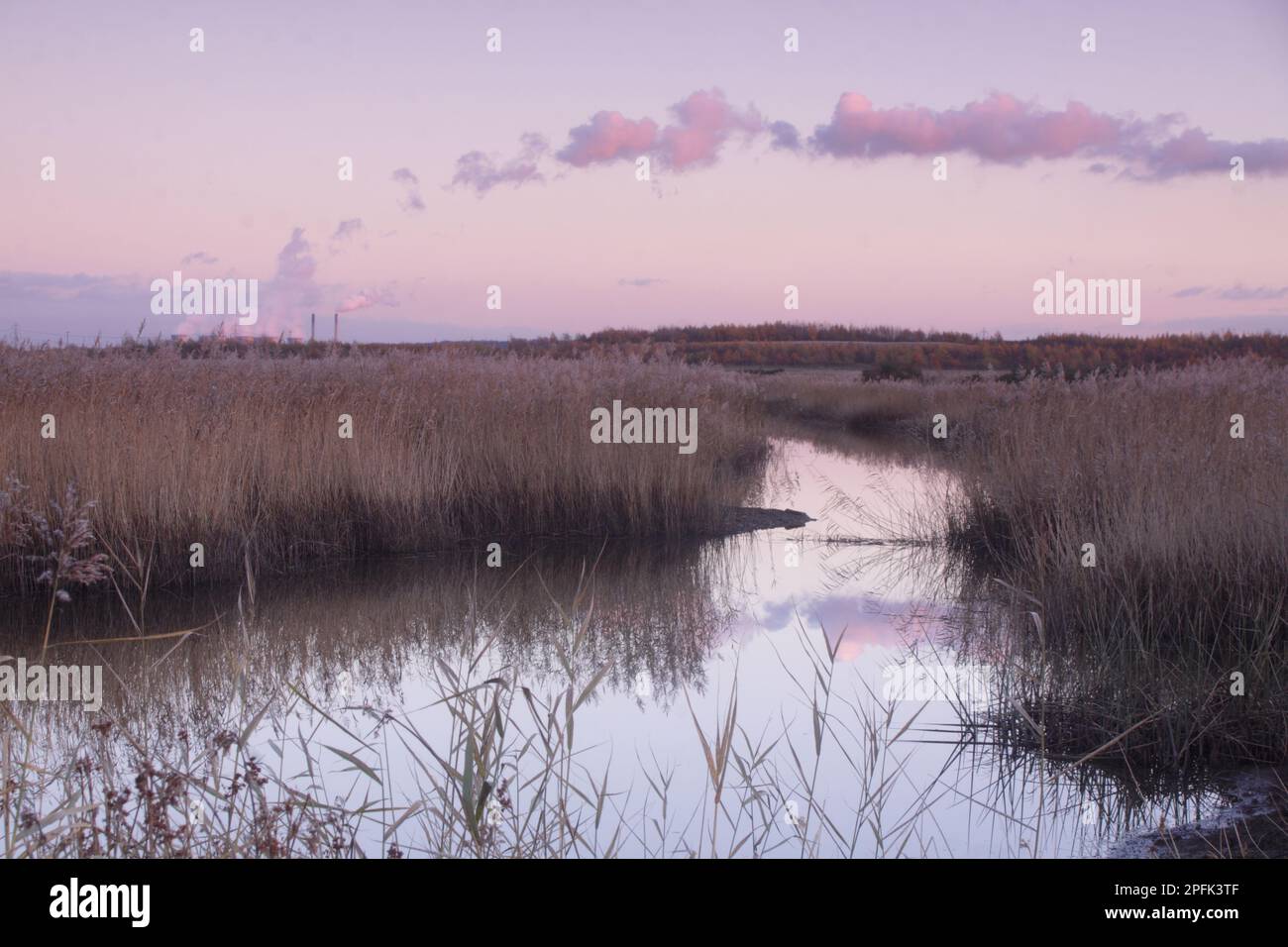 Common Reed (Phragmites australis) reedbed habitat and water channel at ...
