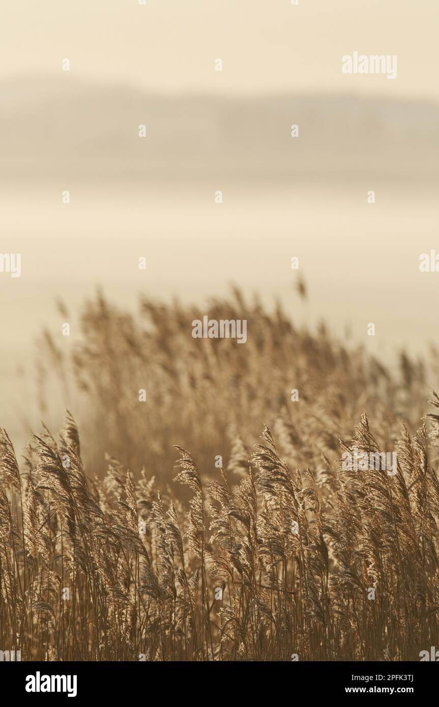 Common common reed (Phragmites australis) reed habitat at sunrise ...