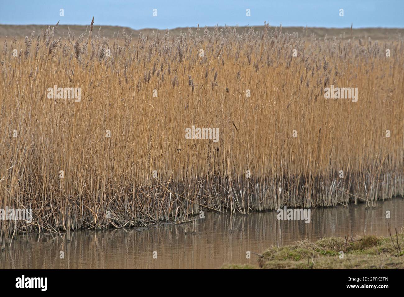Common Reed (Phragmites australis) reedbed, showing low water level due ...