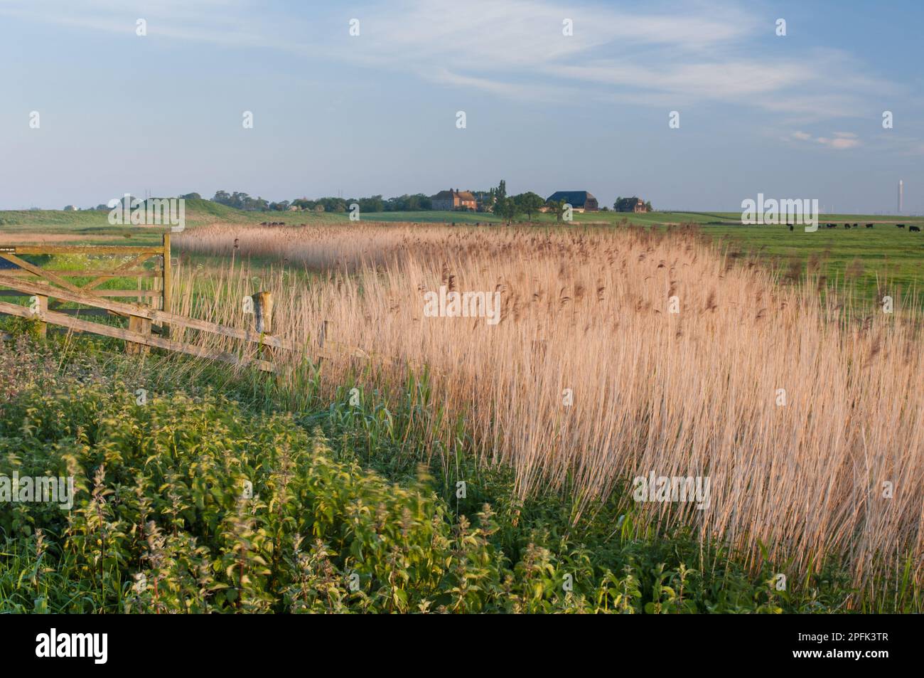 Common common reed (Phragmites australis) reed and willow marsh habitat ...